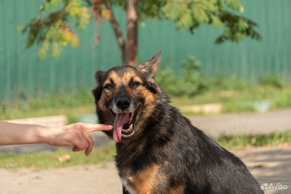 Бывшедомашний Марик ищет дом
