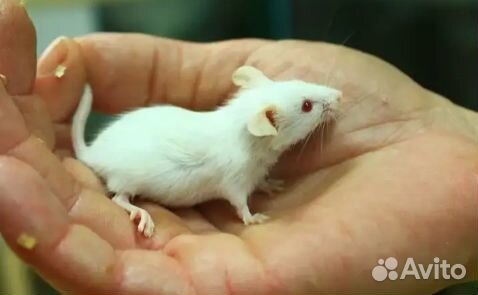 Отдам мышек