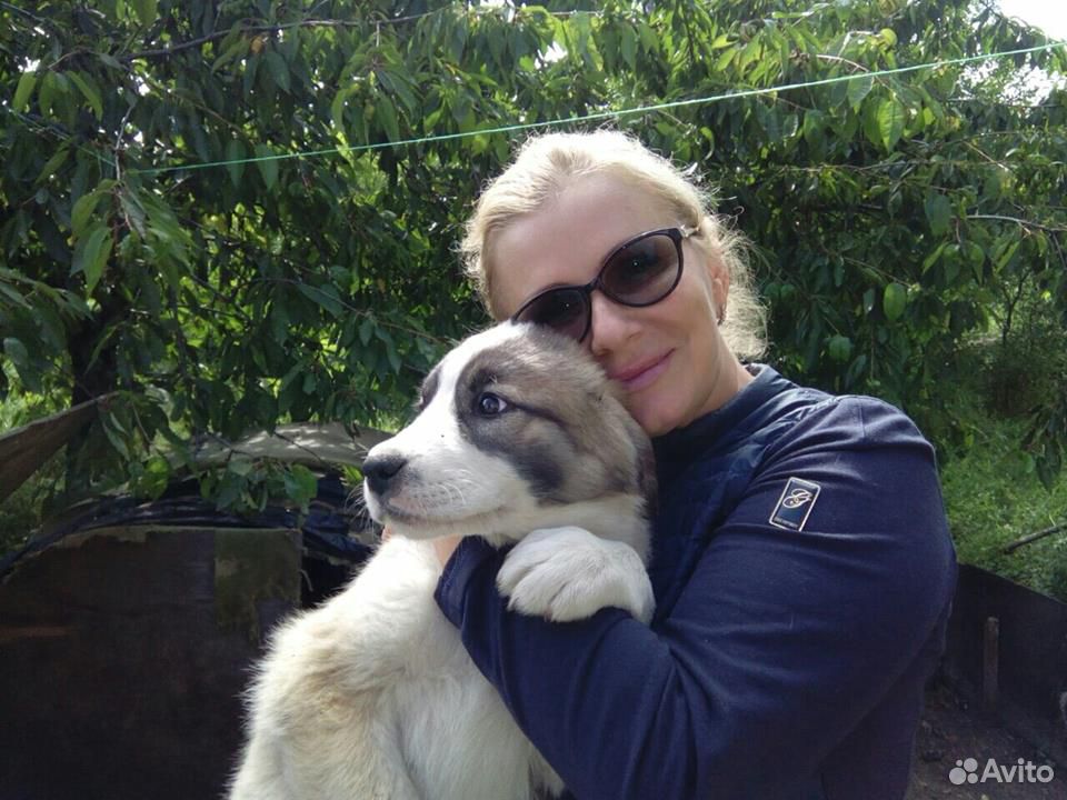 В продаже отличные щенки азиата(алабай)