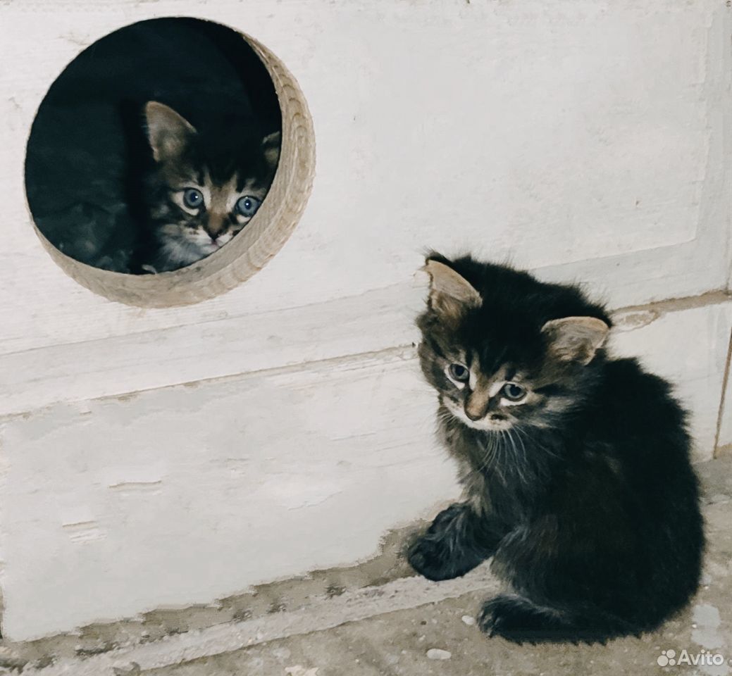 Котята сибирской породы (дикий окрас) в добрые рук