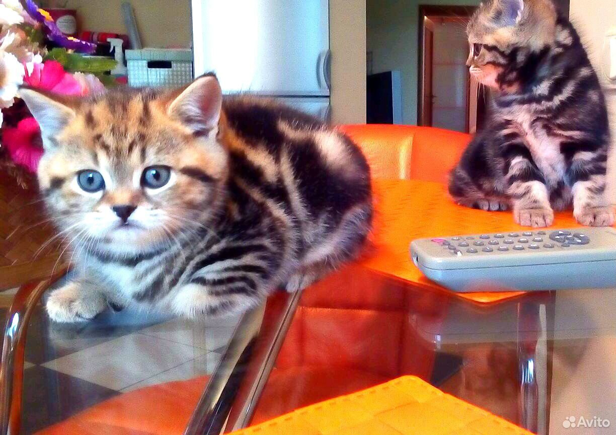 Роскошные Шотландские Котята Мраморята