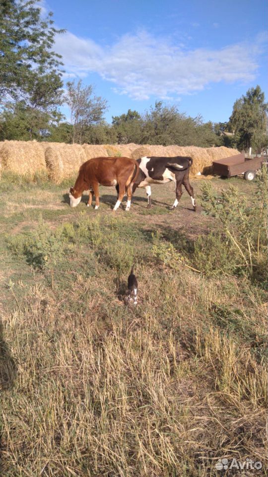 Бараны тёлки бык