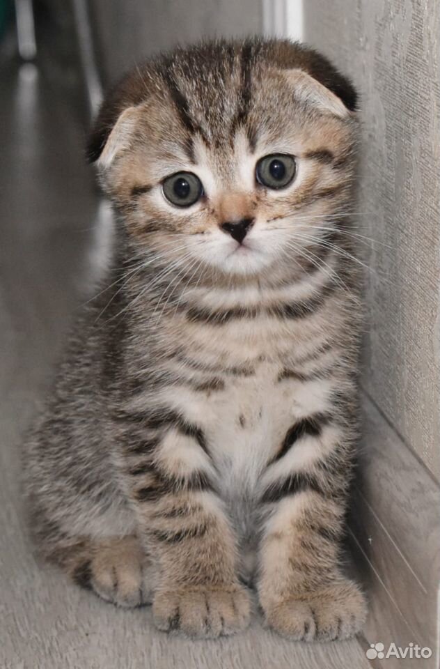 Шикарный золотой мальчик