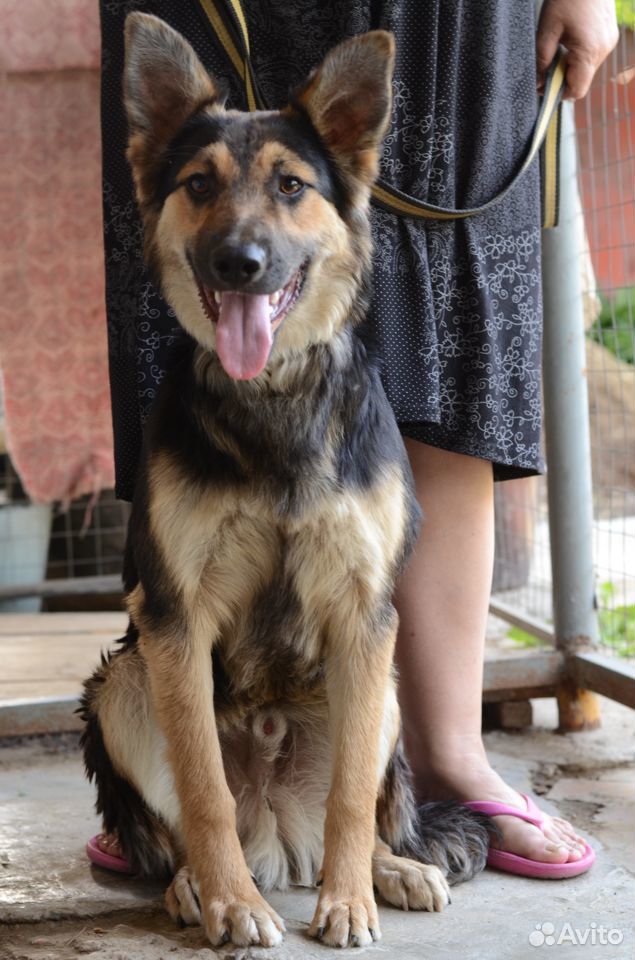 Пес Малыш в "добрые руки"