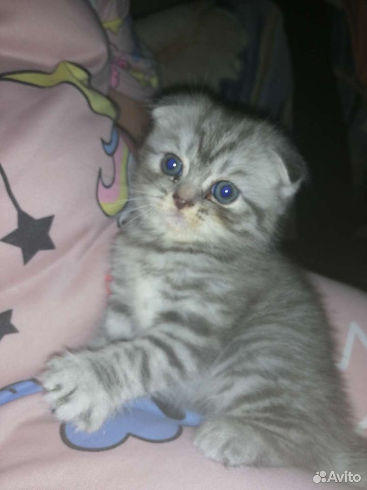 Шотландская