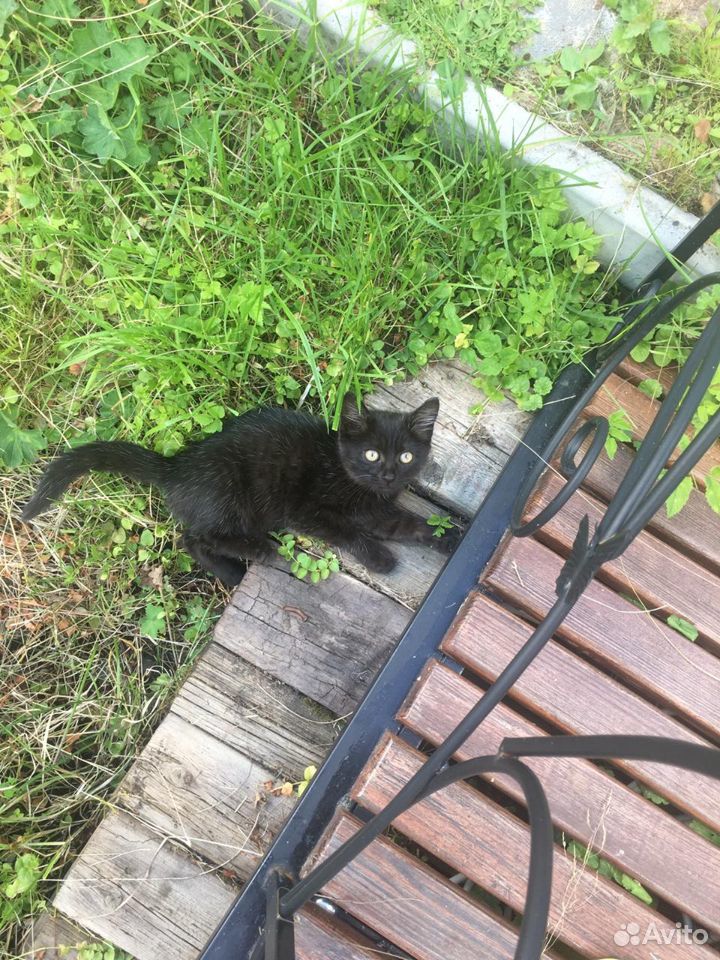 Отдам в добрые руки