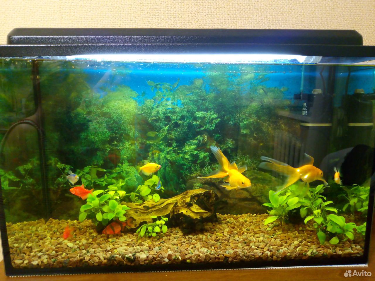 Аквариум