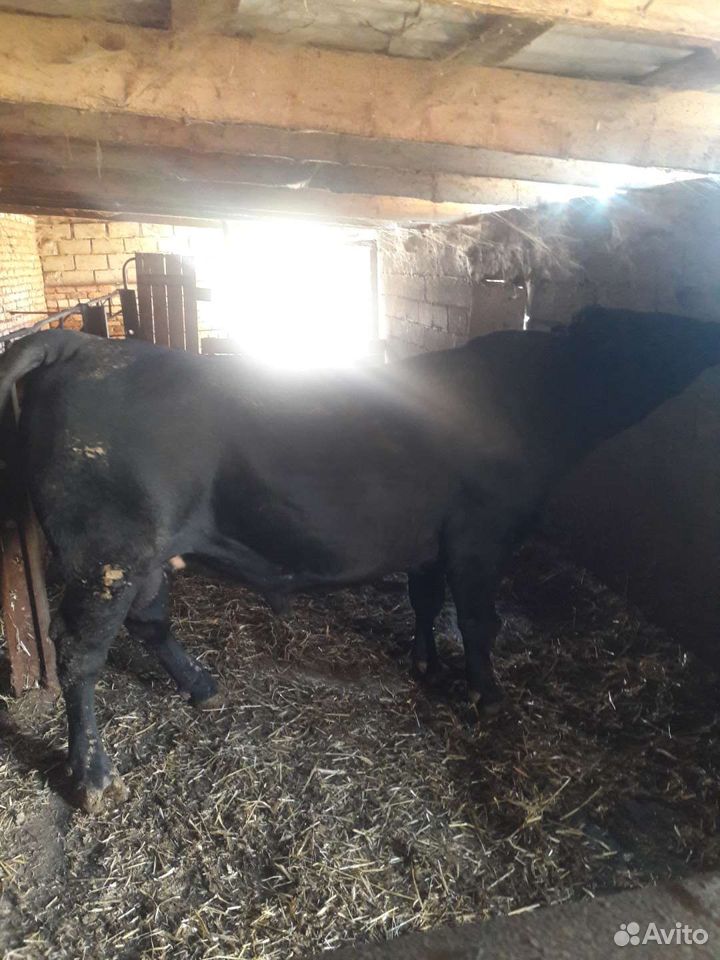 Бык на племя