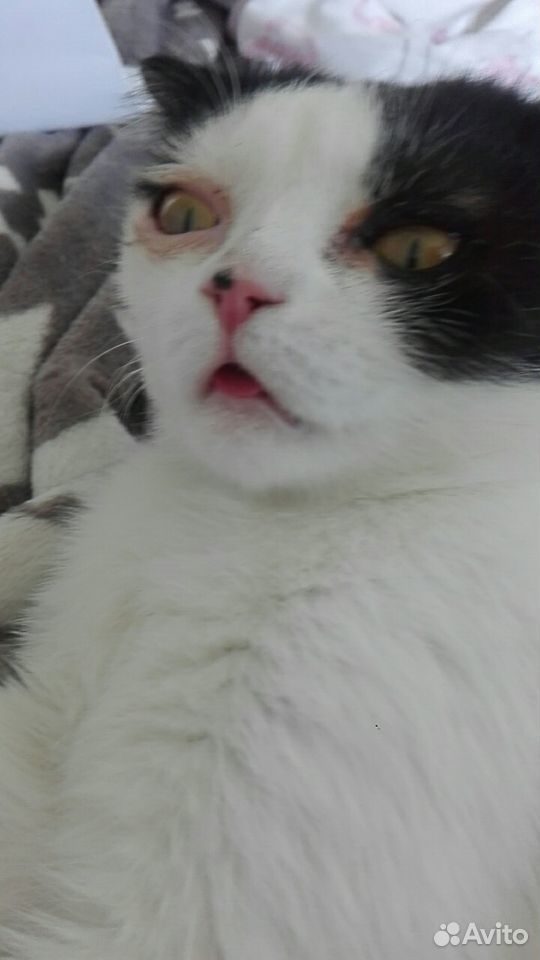 Кот кокос