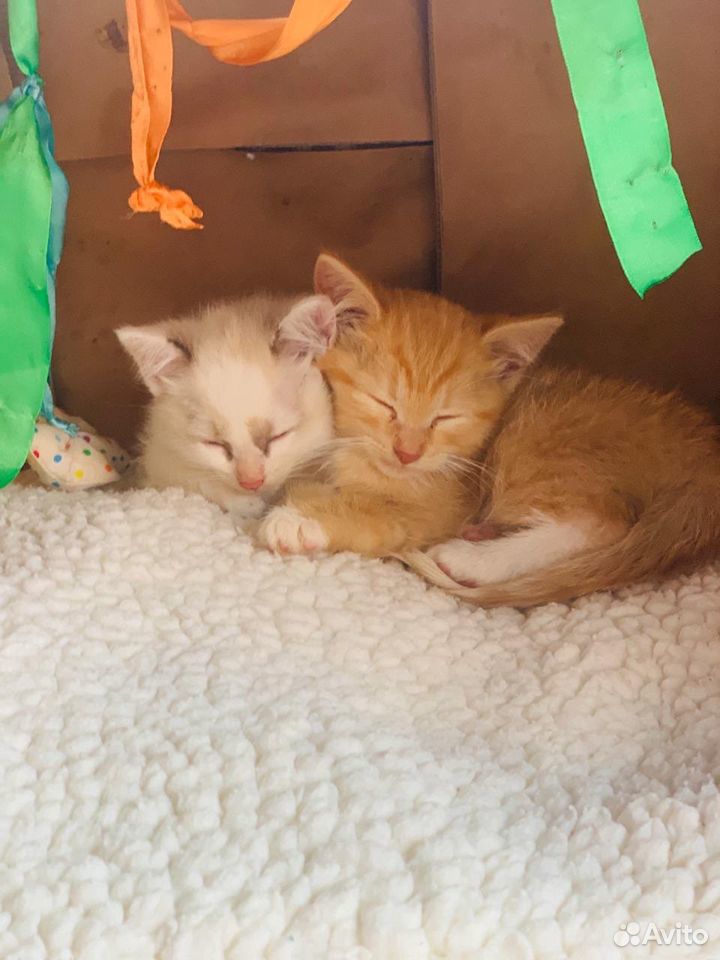 Котята