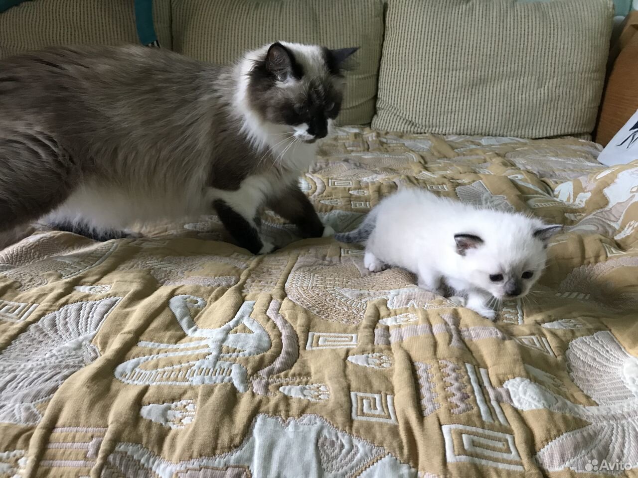 Котёнок породы рэгдолл