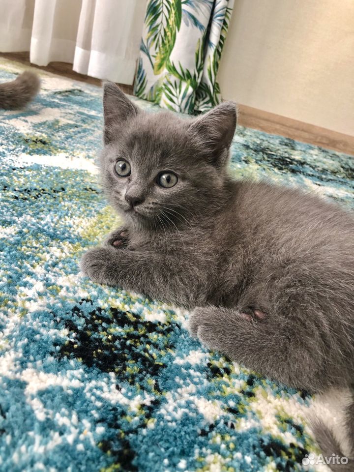 Милый котёнок