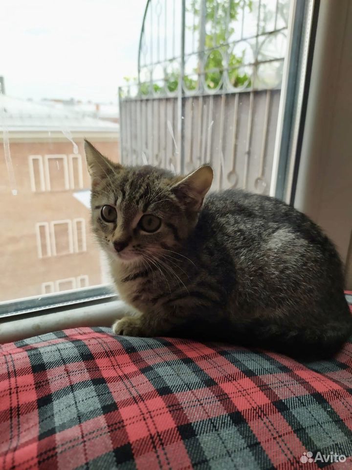 Котёнок Вивьен