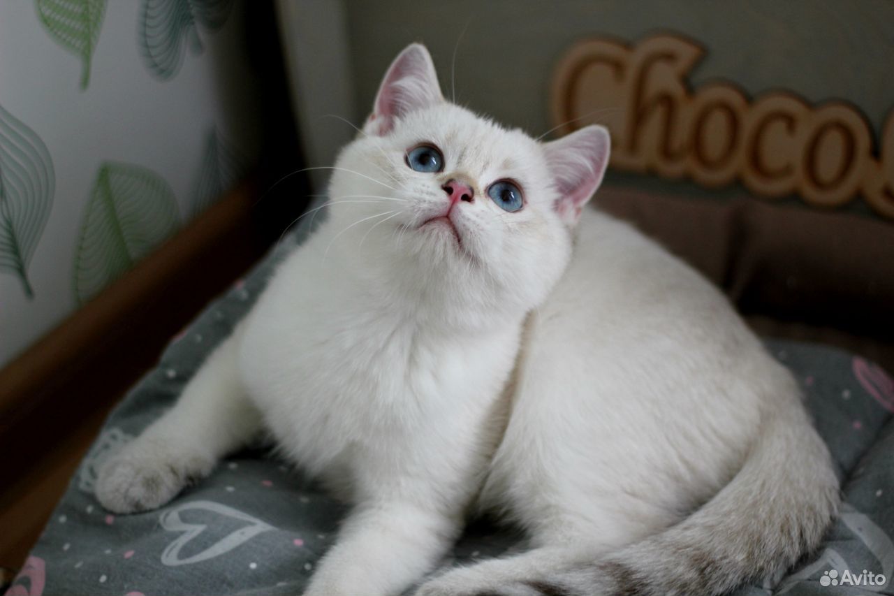 Шиншилла колор пойнт на золоте, эксклюзивный малыш