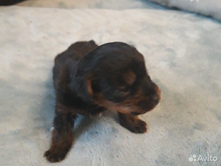 Йоркширский терьер