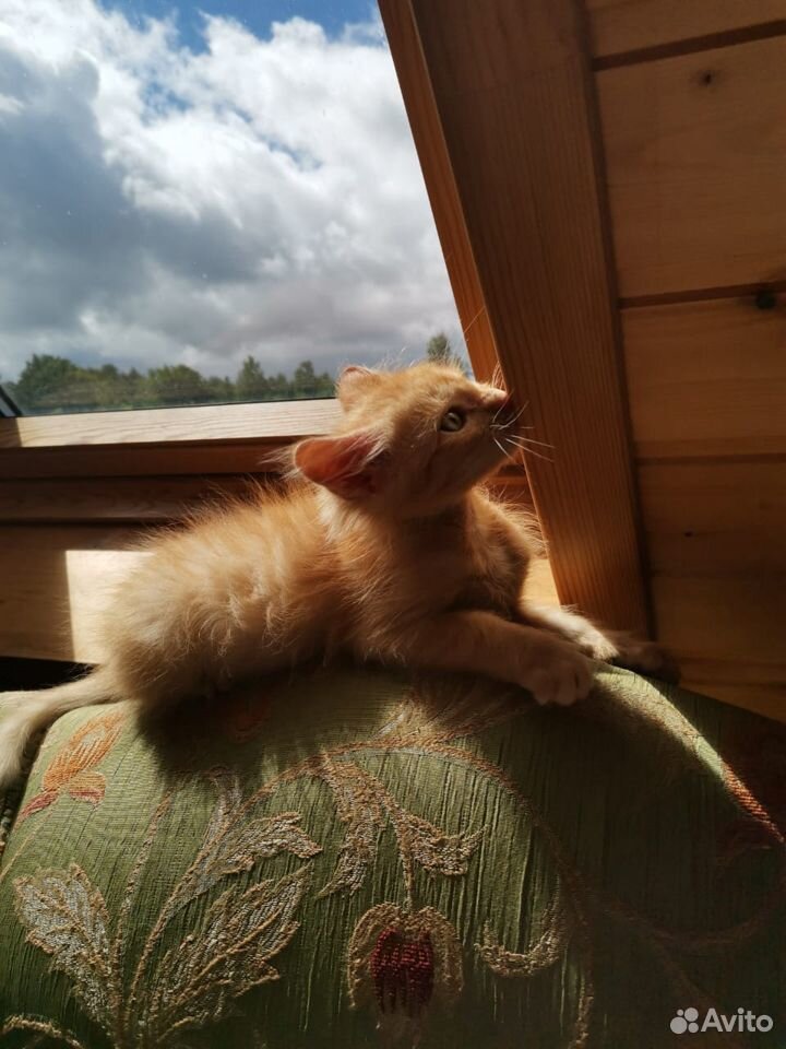 Солнечный,кремово рыжий котозайчик только добрым