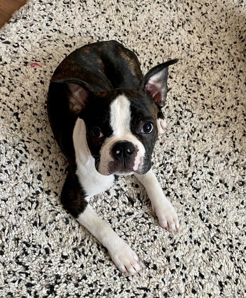 Бостон терьер