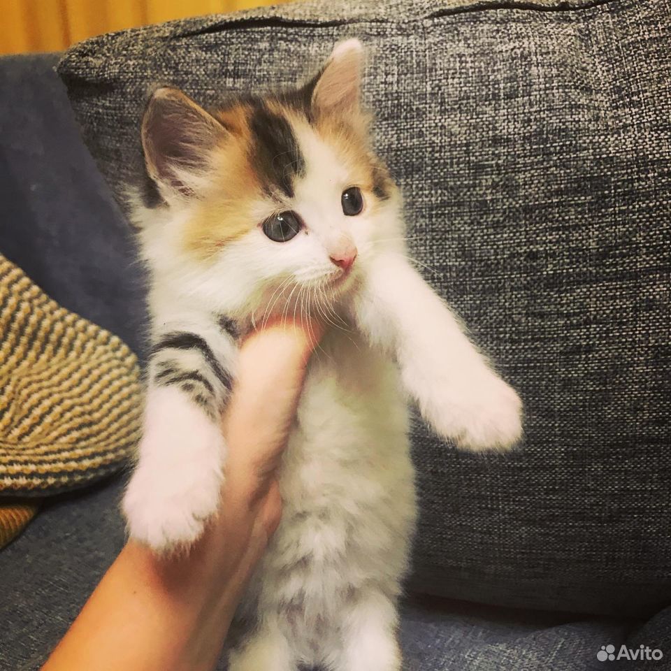 Кошка