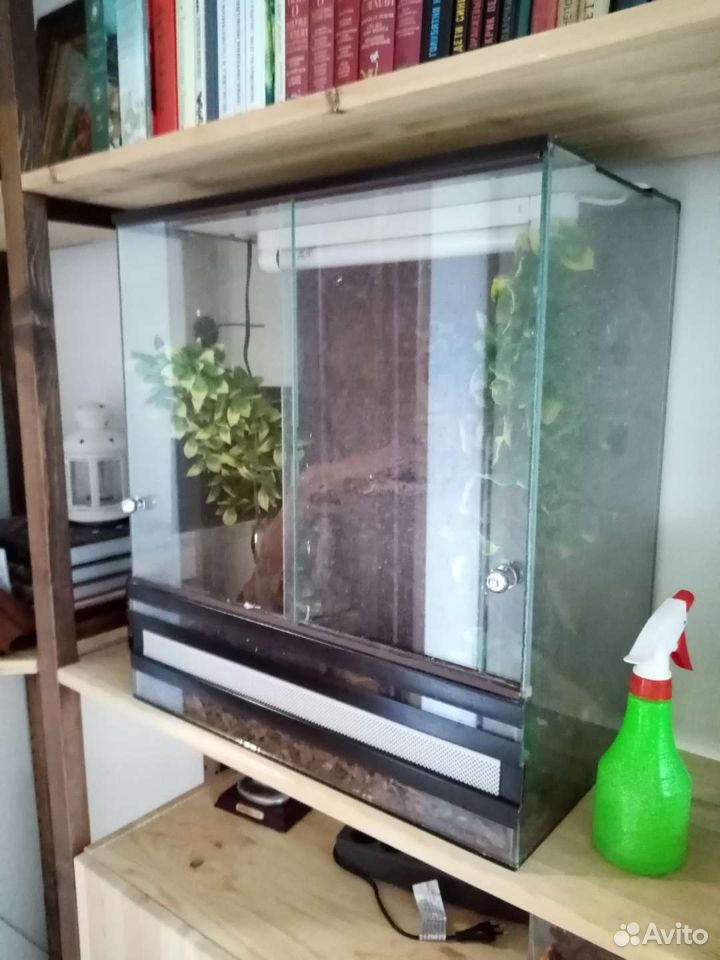 Реснитчатый бананоед с террариумом