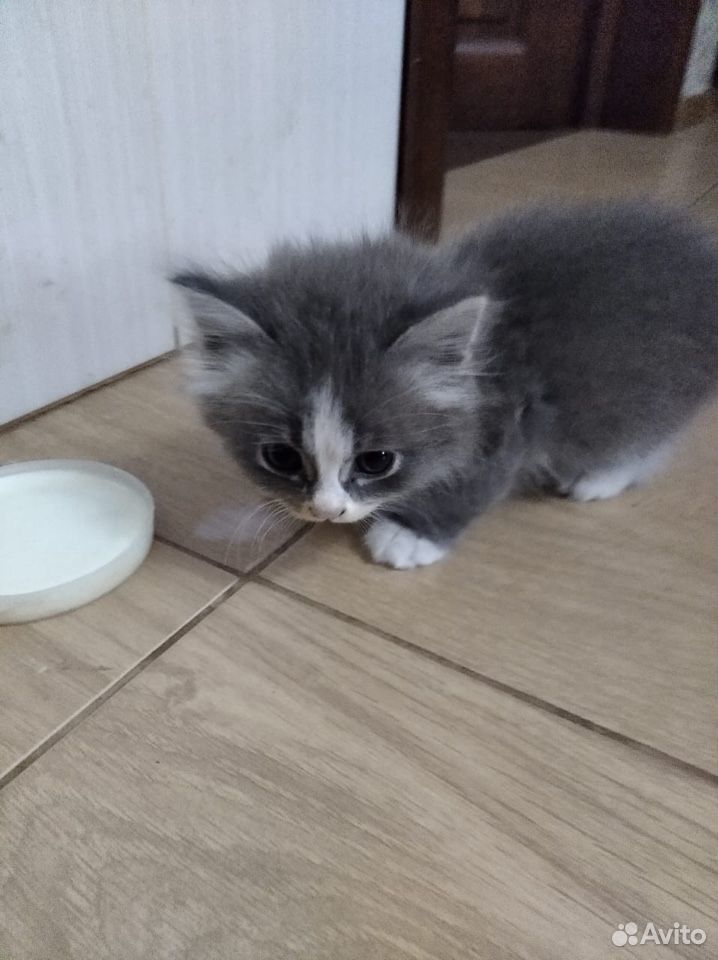 Котёнок девочка 2 мес