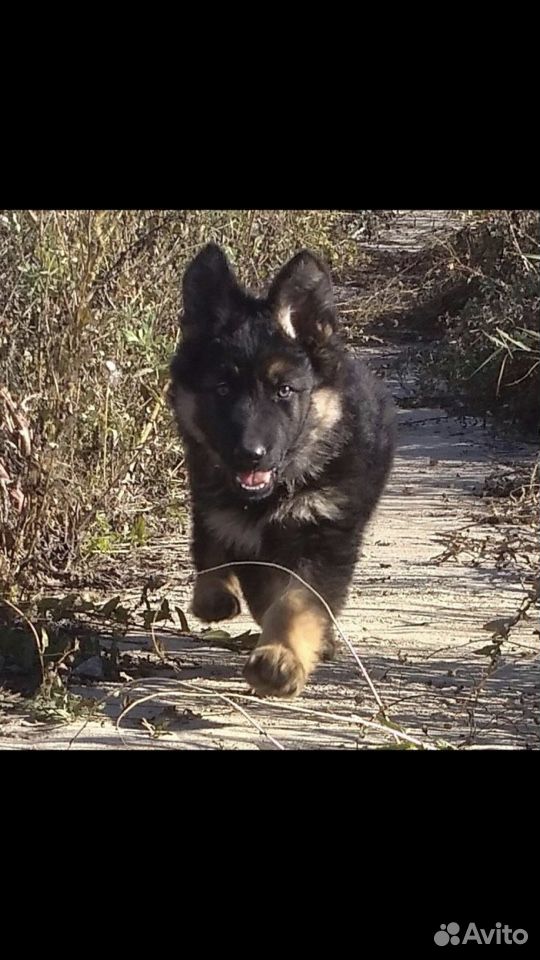 Щенки немецкой овчарки