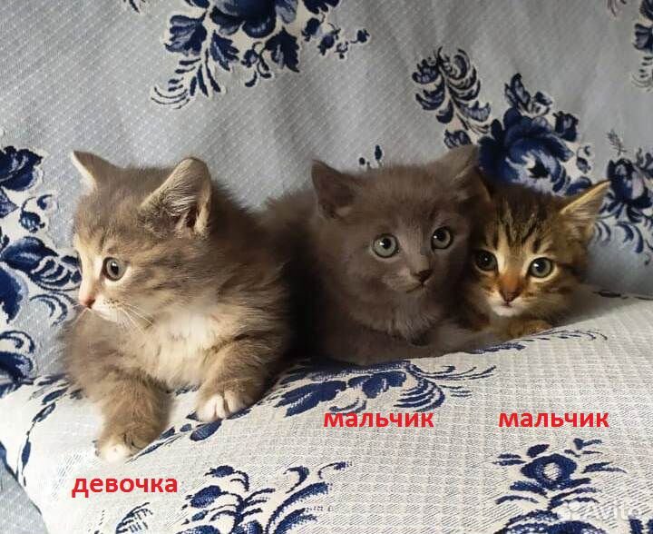 Котята хотят быть вашими любимцами