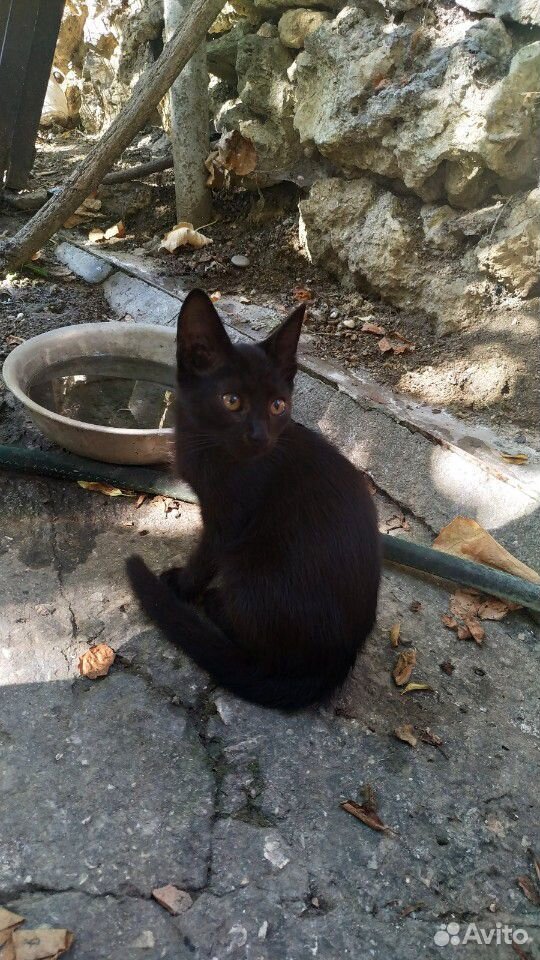 Котята
