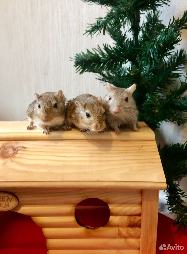 3 самца песчанки + клетка + колесо