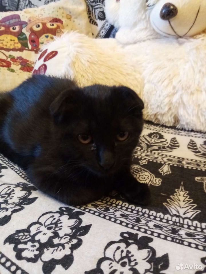 Вислоухие котята