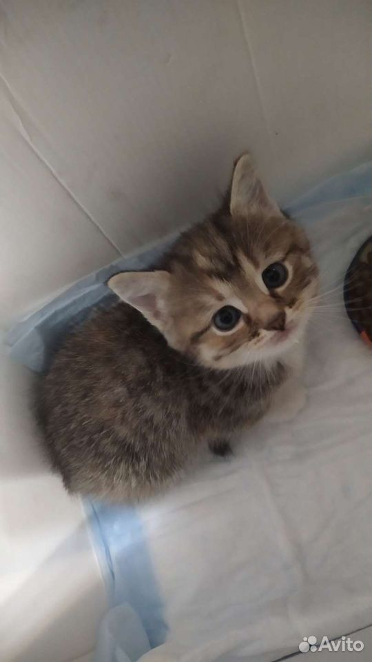 Котнок девочка, 1.5 месяца примерно