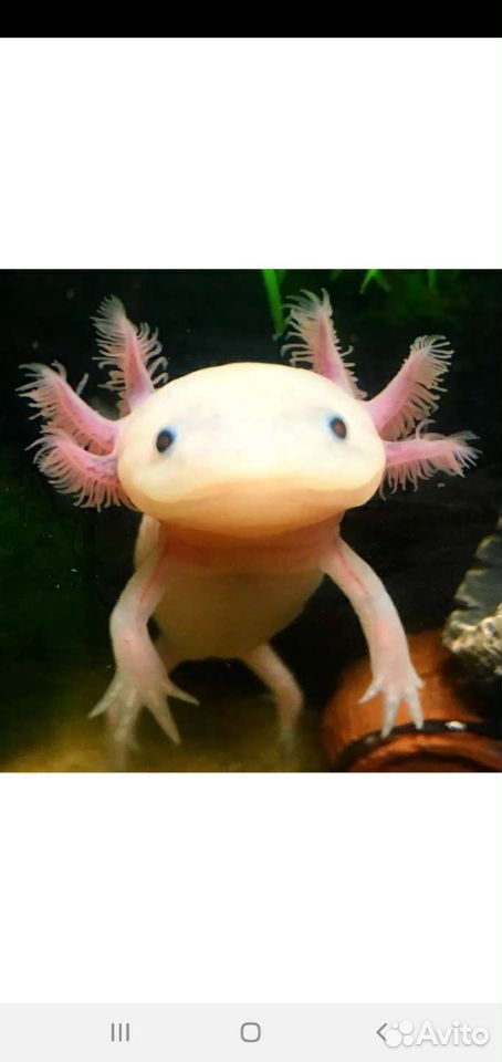Аксолотль