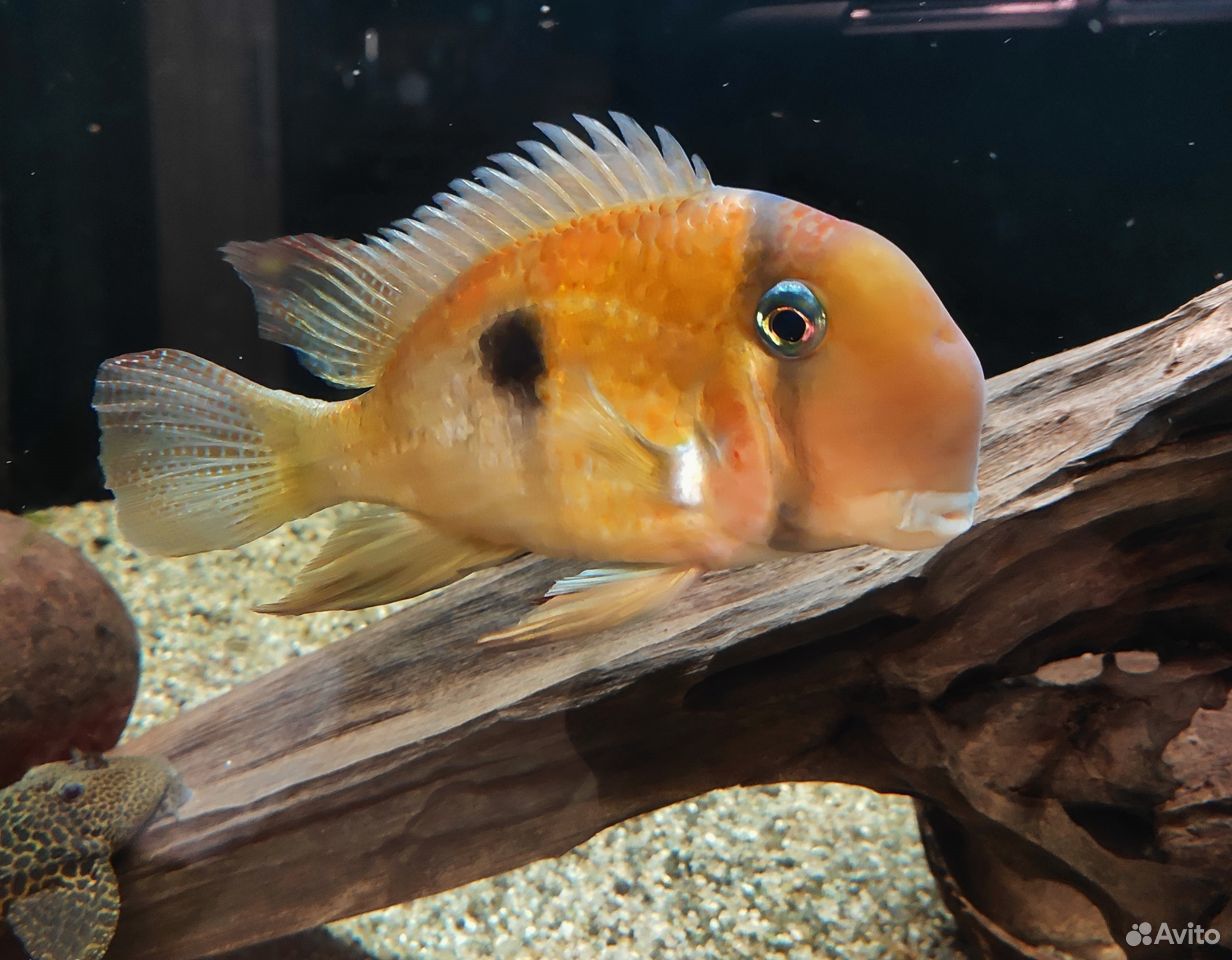 Гвианакара овроевефи Гарнд Лауссат