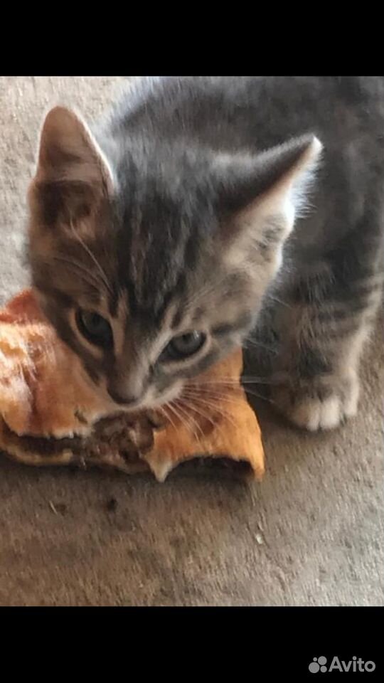 Котёнок мальчик в добрые куки