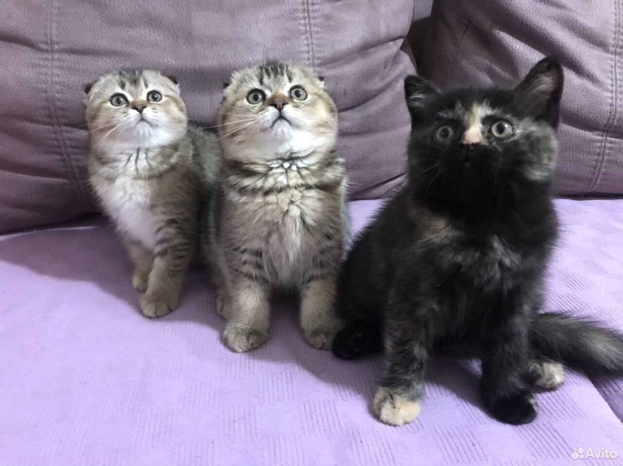 Шотландские котята