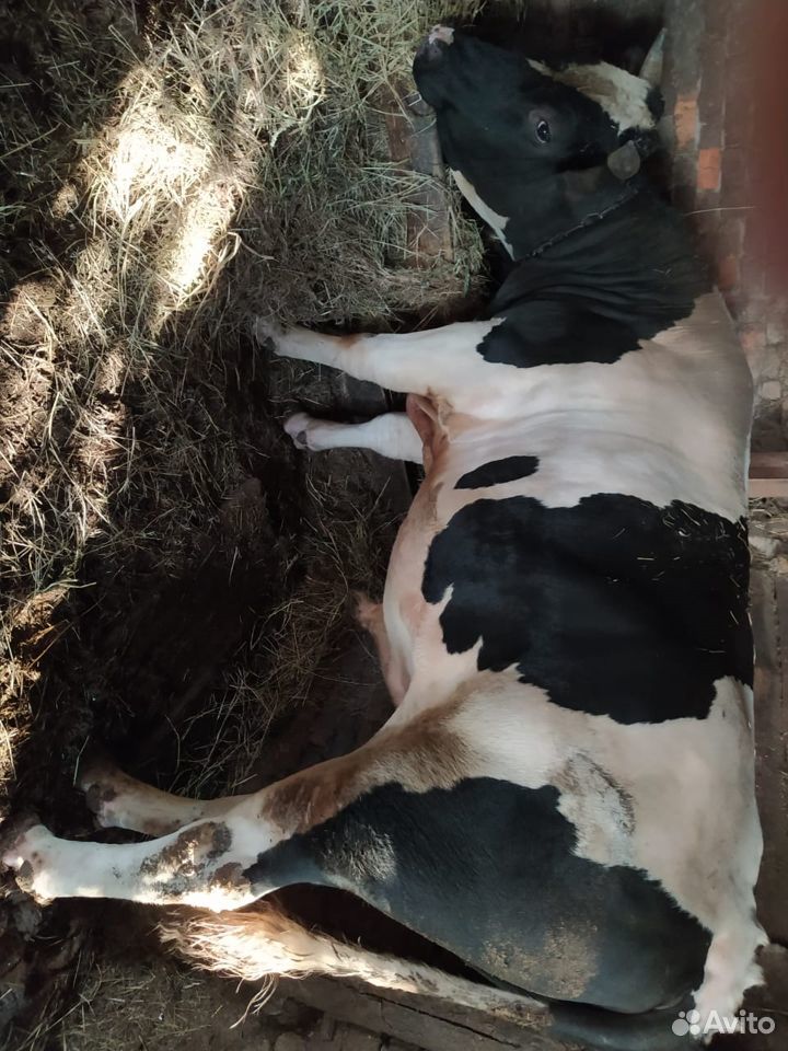 Крс, быки, коровы