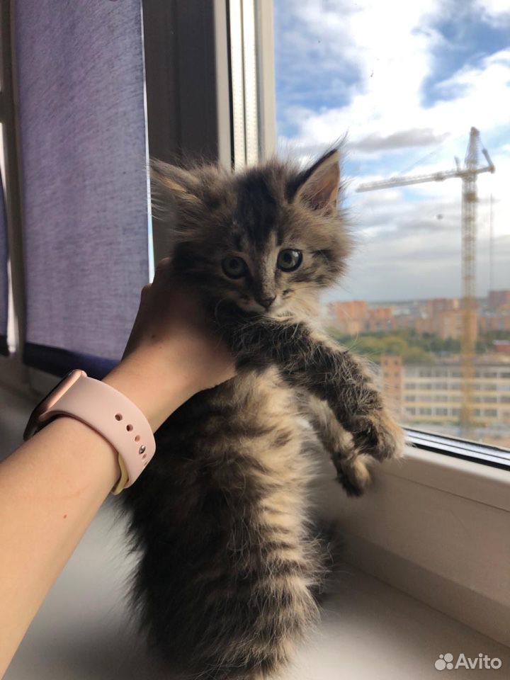 Котенок-совёнок:)