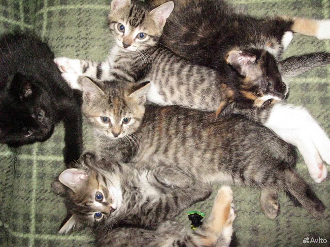 Отличные котятки