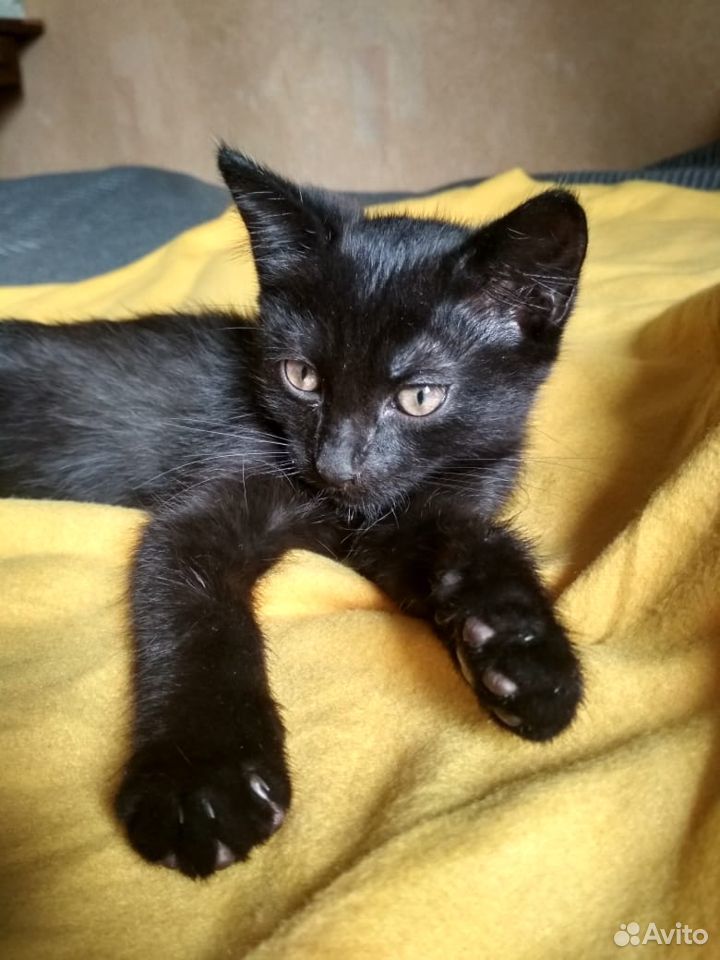 Кот
