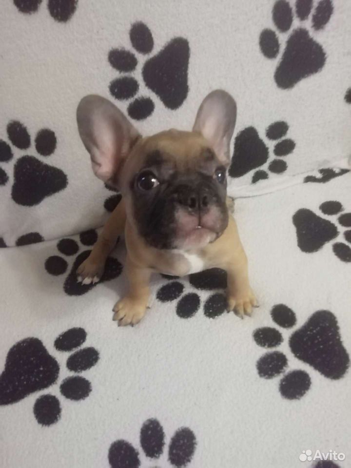 Французский бульдог