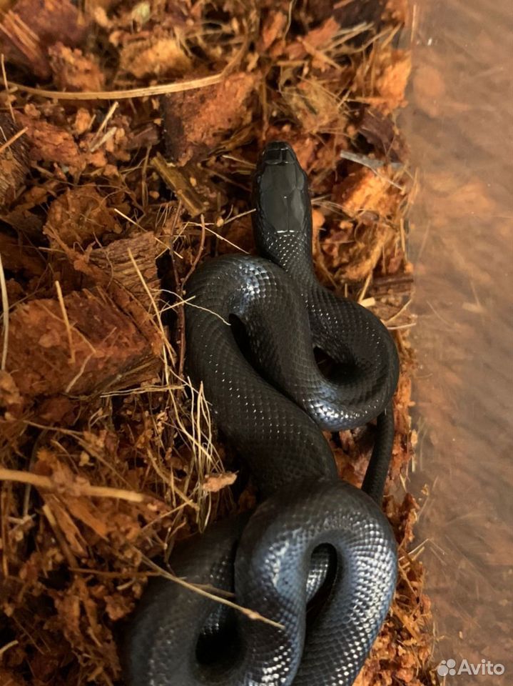 Королевская змея нигрита