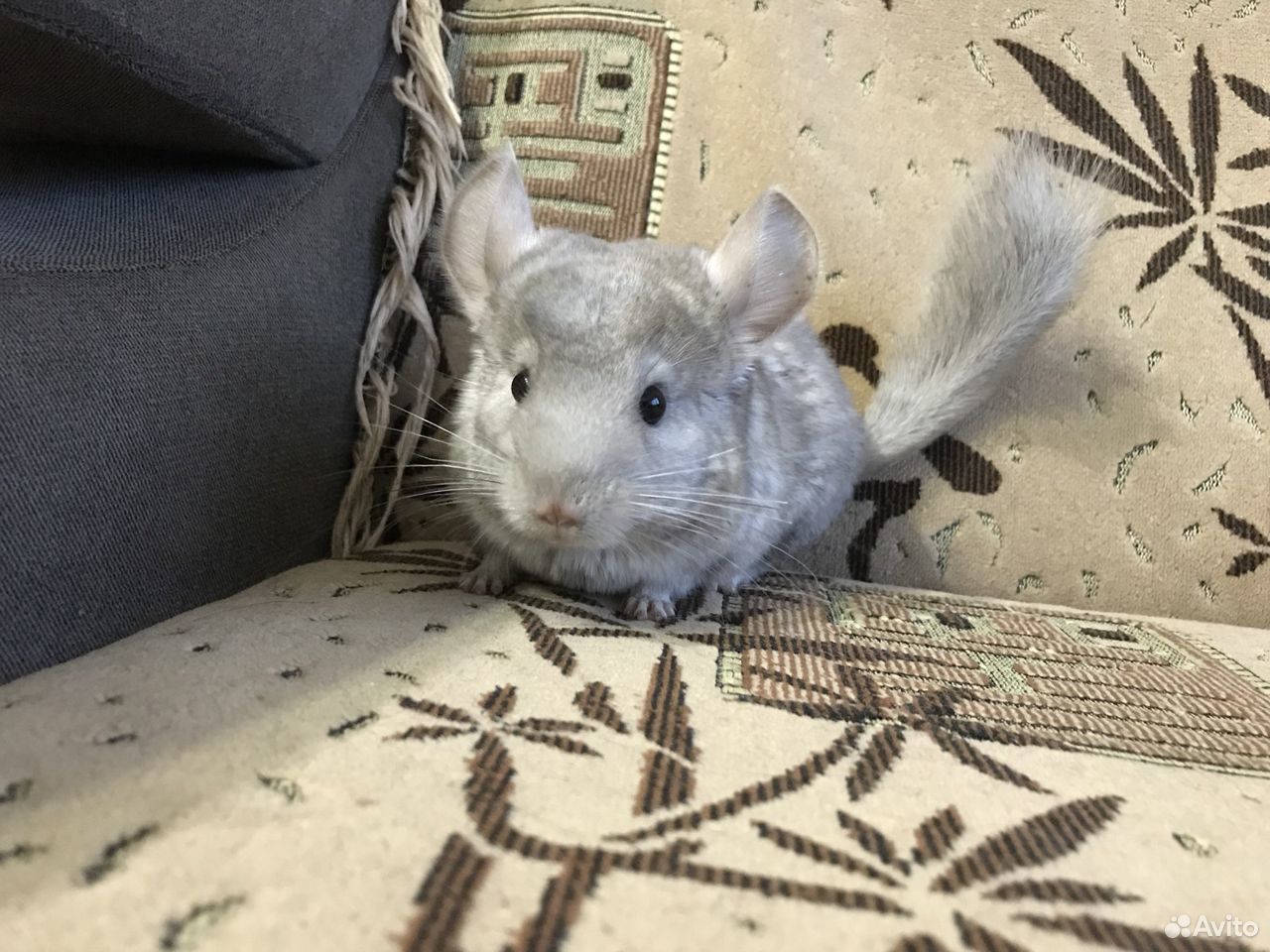 Шиншиллёнок