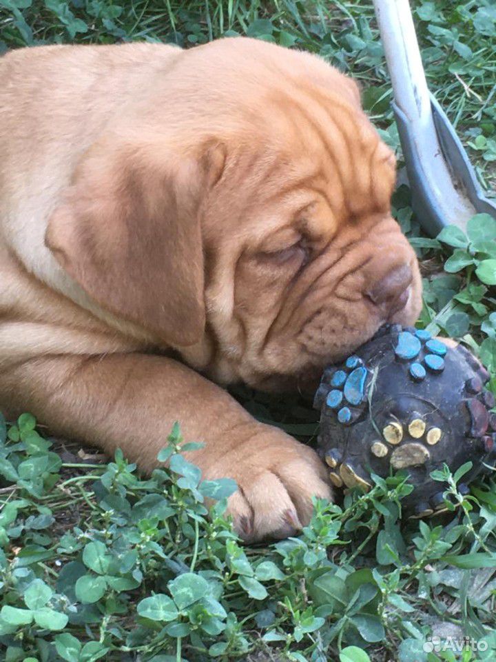 Девочка Бордоского дога