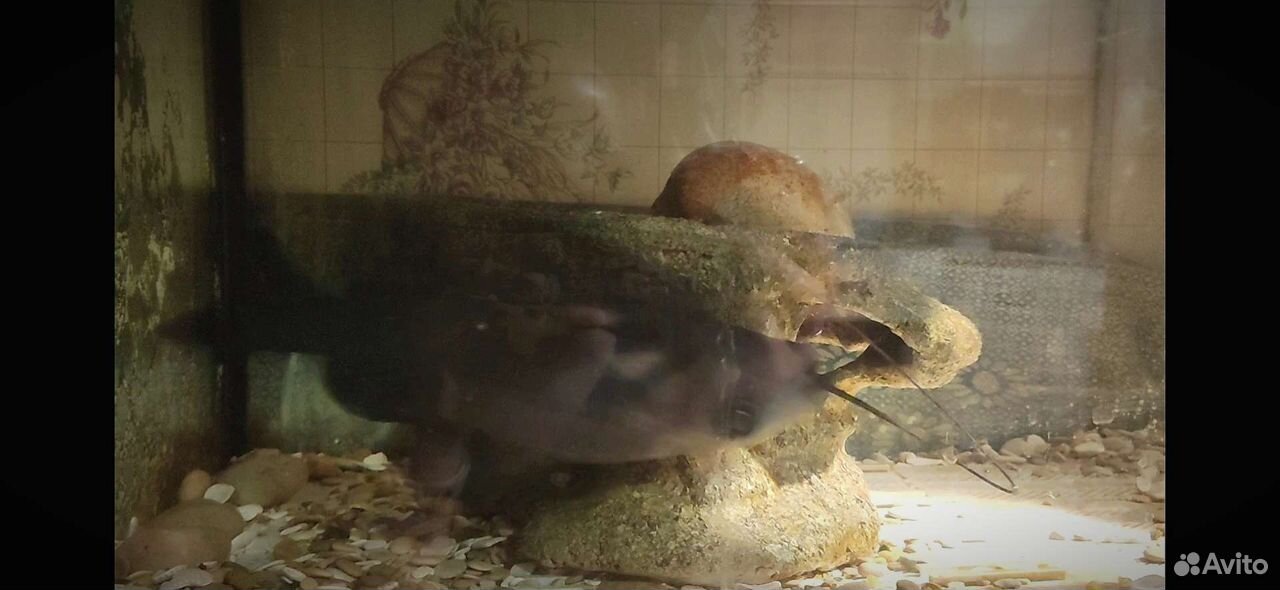 Чёрный багрус сом перевертыш