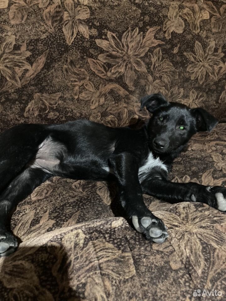 Щенок чёрного терьера