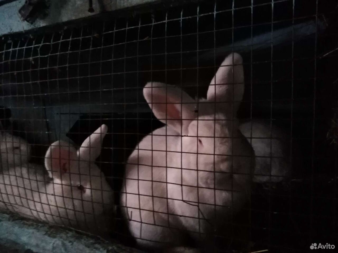 Кролики нзб на племя