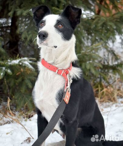 Молодая собака Герда 1 год