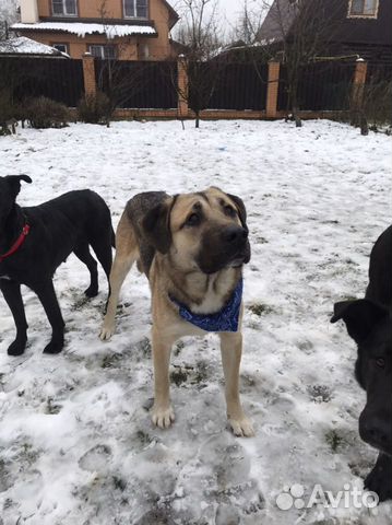 Стёпа и Муха