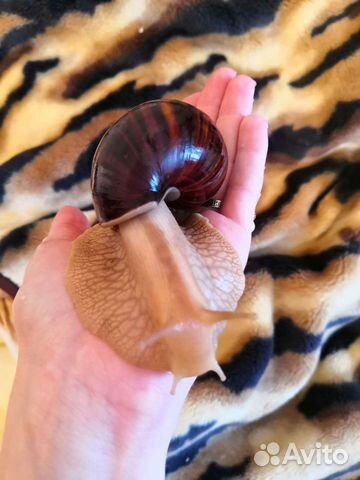 Улитки ахатины