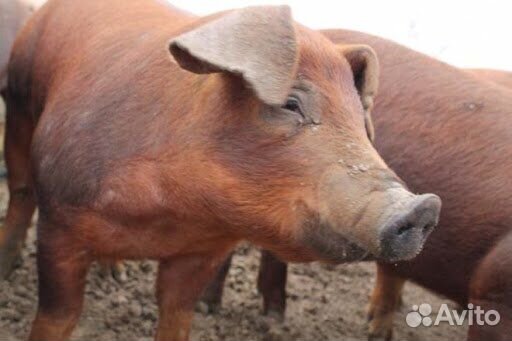 Свинки дюрок