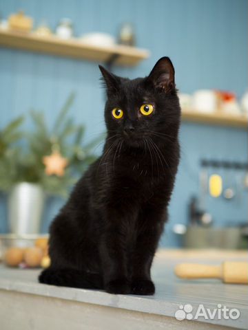 Кошка в добрые руки